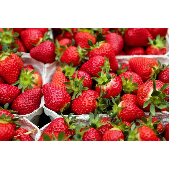 Fresh ORGANIC Strawberry-Cameron HIghland | Shopee Malaysia