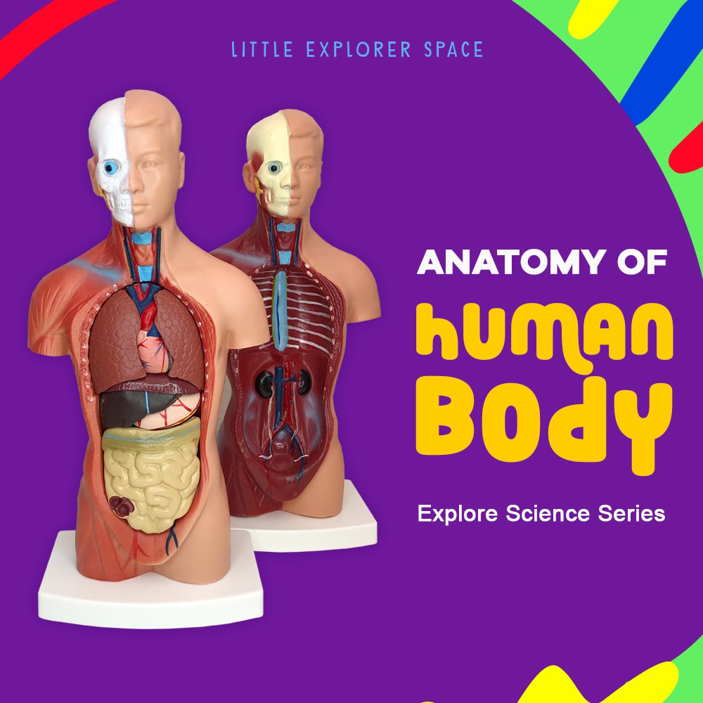 Human Body Anatomy, Explore Science For Kids - READY STOCK | Shopee ...