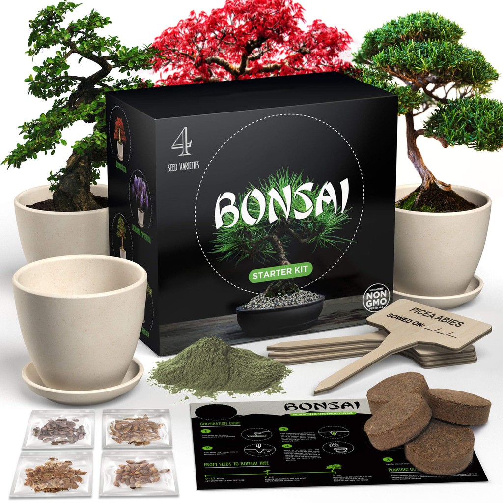 HOME GROWN Bonsai Tree Kit. Bonsai Tree Starter Kit with 4 Seeds Types ...
