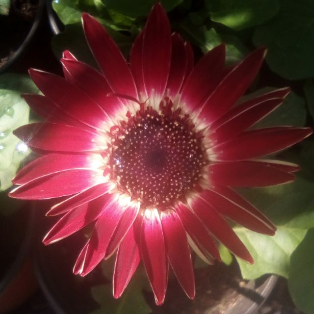 Anak Pokok Bunga Daisy dalam pasu 12cm - Pokok Bunga - Organik | Shopee ...