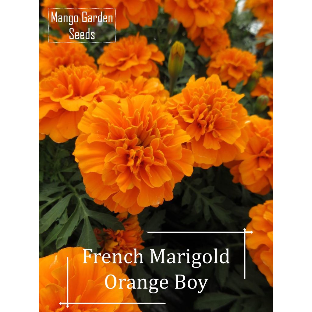 *Easy* French Marigold Orange Boy Flower Seeds - 200 *Pot Friendly ...