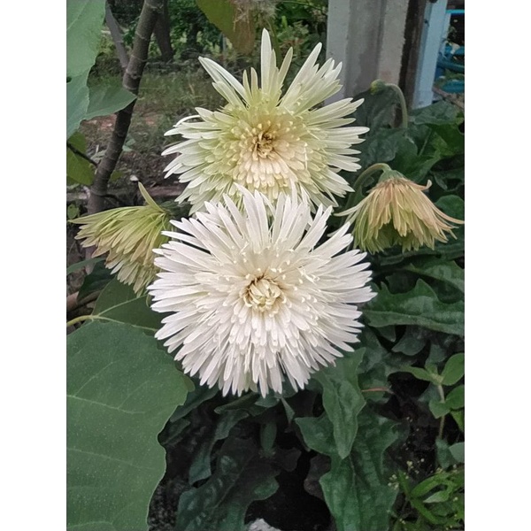 Anak pokok daisy kampung | Shopee Malaysia