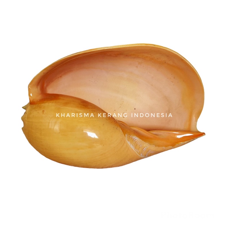MELO MELO SHELL (INDIAN VOLUTE SHELL) SHELLS BINGA SEA SNAIL SHELLS by ...