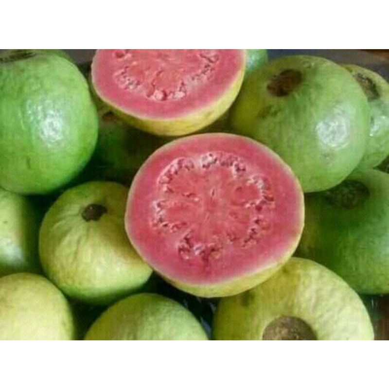 Pokok atau benih jambu batu isi warna pink | Shopee Malaysia