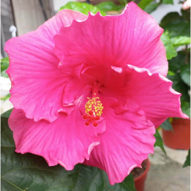 Pokok Bunga Raya Hybrid - Hibiscus [Live Plant] | Shopee Malaysia