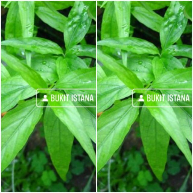 Combo - 2 Pasu Kecil Anak Pokok Belalai Gajah (Herba Tempatanl ...