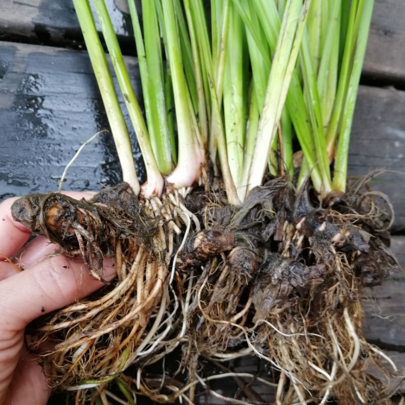 Jerangau/ Acorus Calamus/ sweet flag/ deringu/Pond plant/Aquatic plant ...