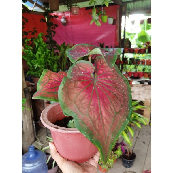 Bunga Keladi Tembuna | Shopee Malaysia