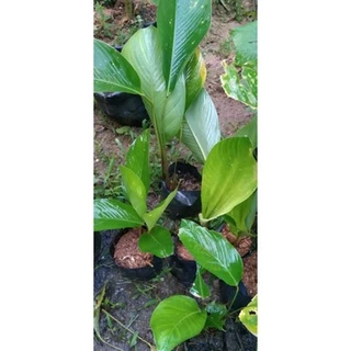 pokok lerek - Prices and Promotions - Apr 2024 | Shopee Malaysia