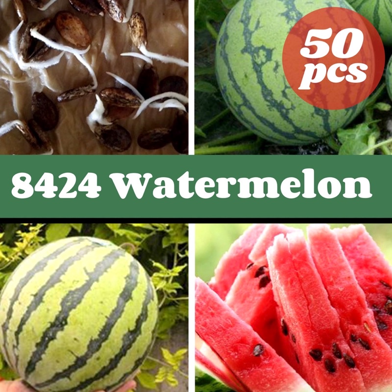 8424 Round Red Watermelon 50 pcs+- Biji Benih 8424 Tembikai Merah 8424 ...