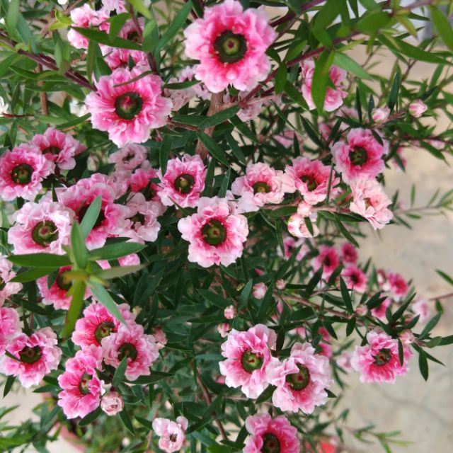 Anak Pokok Bunga Manuka - Lebah dan Kelulut | Shopee Malaysia