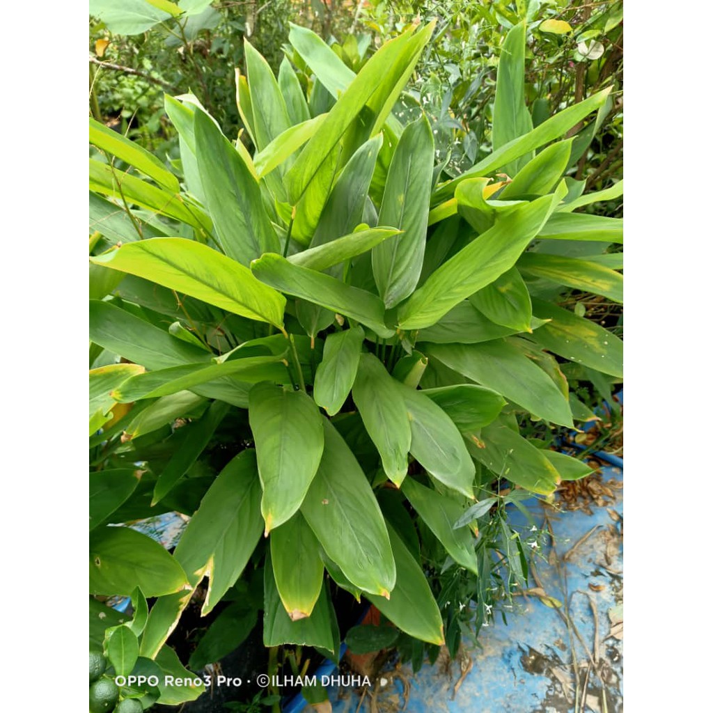 POKOK SAGU BENBAN / POKOK UBI BENBAN / SOGO BENBAN / UBI SAGU GARUT ...