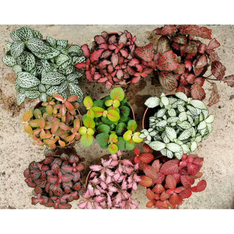 Leaf - Fitonia 中国布。。 | Shopee Malaysia