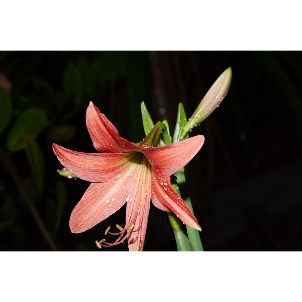 Pokok Lily @ Amaryllis Belladonna (Bulb/bawang) REAL PLANT | Shopee ...