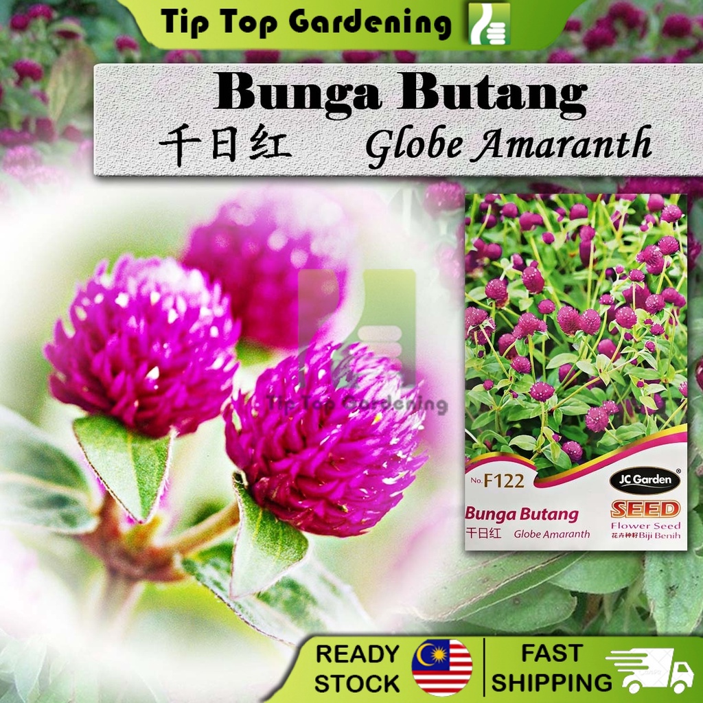 F122 GLOBE AMARANTH JC GARDEN FLOWER SEED BIJI BENIH BUNGA BUTANG ...