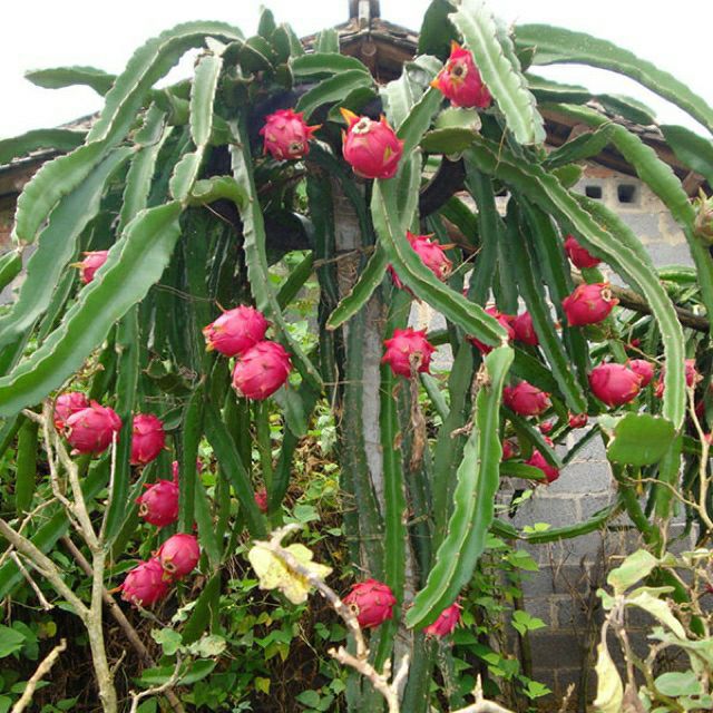 (5 keratan) pokok naga merah (red dragon fruit) | Shopee Malaysia