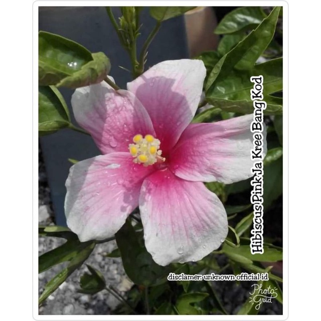 KKB Hibiscus Fijian White, Bunga Raya Pink Selapis, Daun Tapak Kaki ...