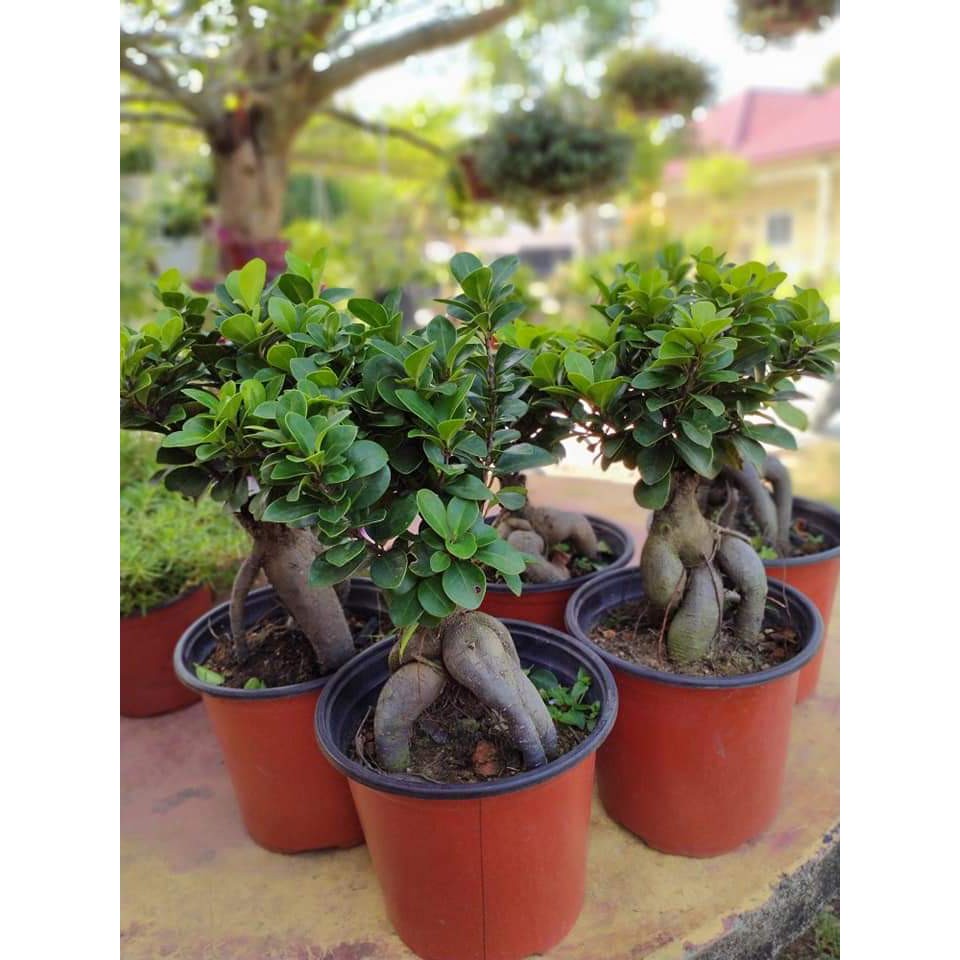 Anak pokok Bonsai Ginseng Ficus | Shopee Malaysia