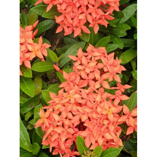 Pokok bunga Ixora merah oren | Shopee Malaysia