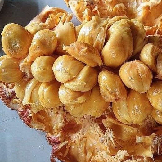 Pokok Buah Cempedak Madu | Shopee Malaysia