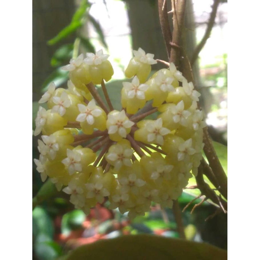 Hoya Golden Eye - (real plant) | Shopee Malaysia