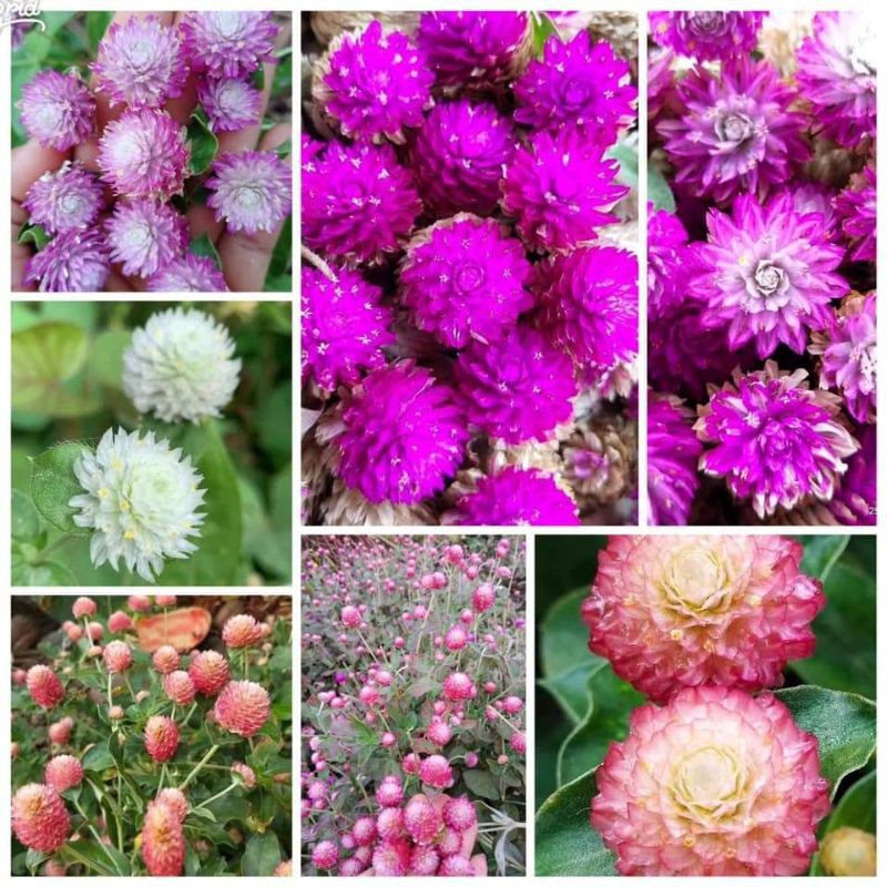 Globosa mix Bunga butang | Shopee Malaysia