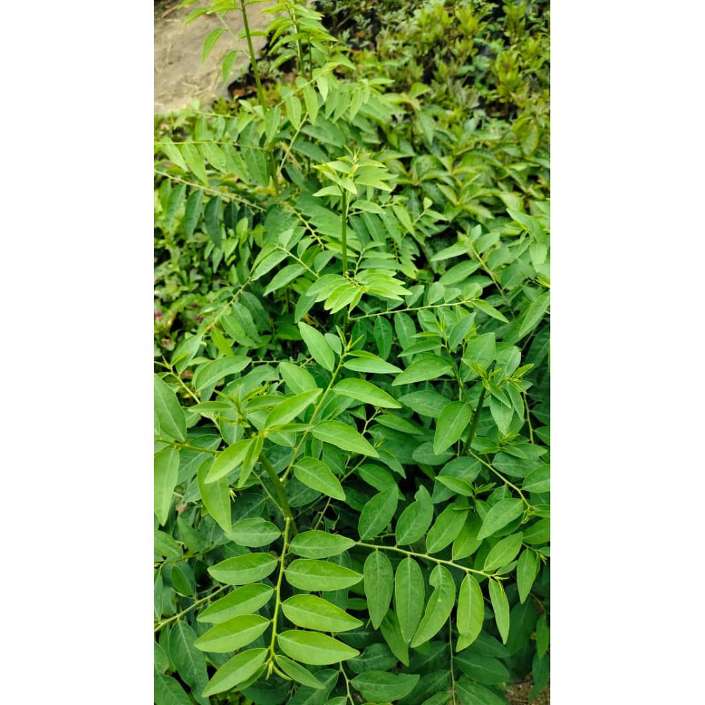 Anak Pokok Pucuk Manis/ Pokok cekur manis/ Pokok SAYUR MANIS by AL ...