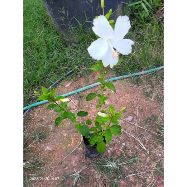 Anak pokok bunga raya putih | Shopee Malaysia