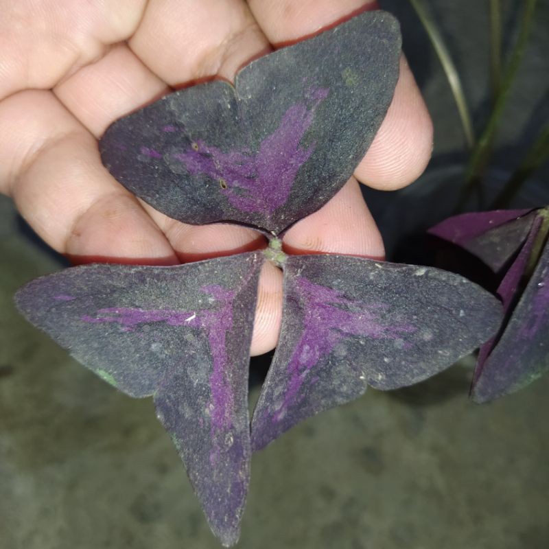 🔥 BUNGA RAMA-RAMA🔥💞💕 | Shopee Malaysia