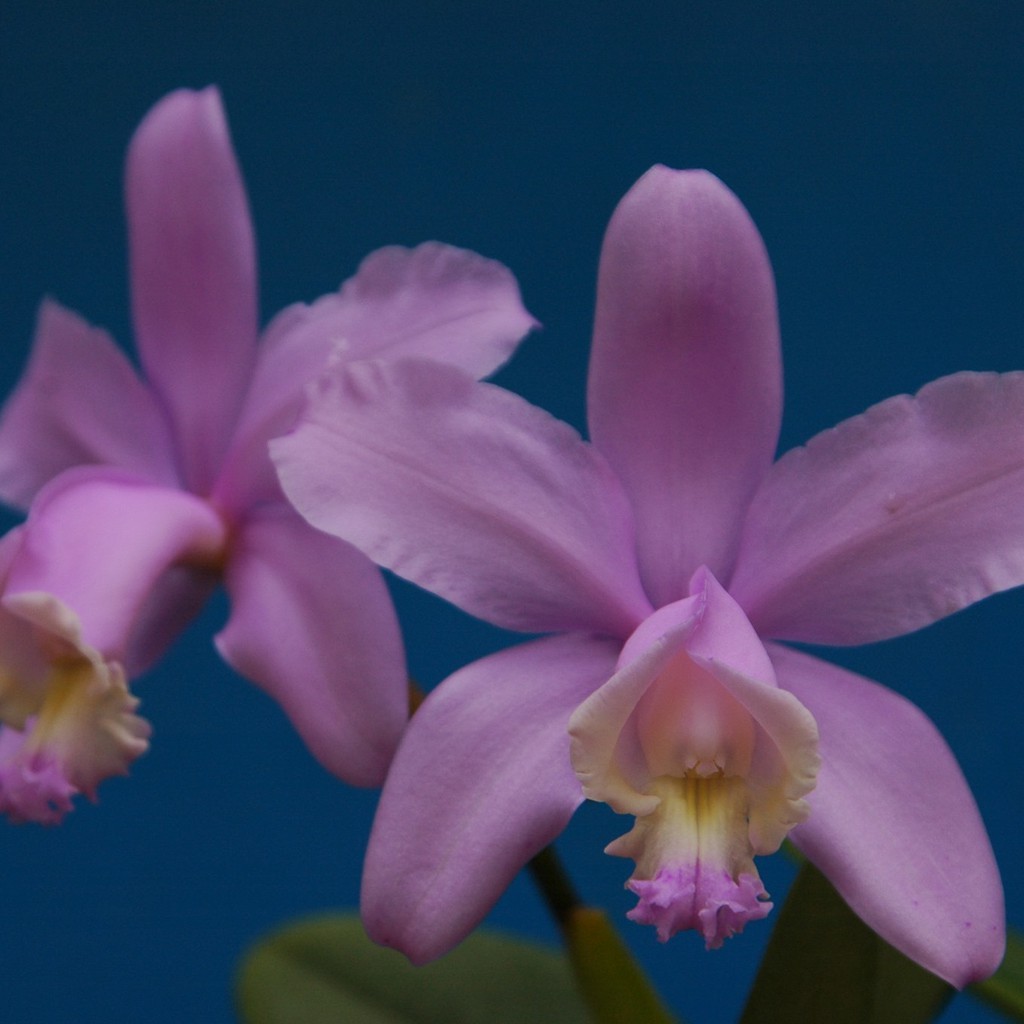 Cattleya loddigesii 'Pink Lady' - Fragrant (Orkid Wangi) Orchid ...