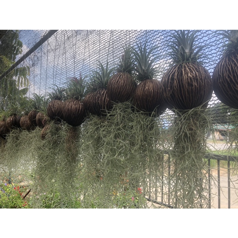 AIR PLANT/HOYA + JANGGUT ADAM / HOYA + KERANG/BURUNG/BUAH(1pc) | Shopee ...