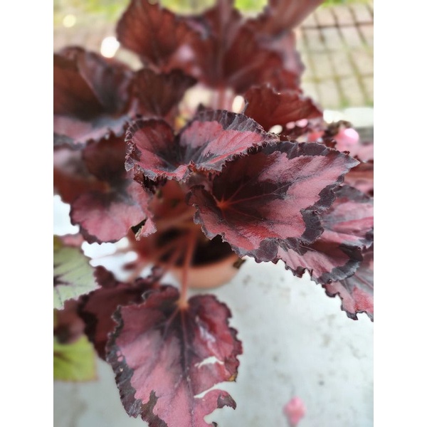 Pokok Begonia Rex Cameron Highlands 🌱 | Shopee Malaysia
