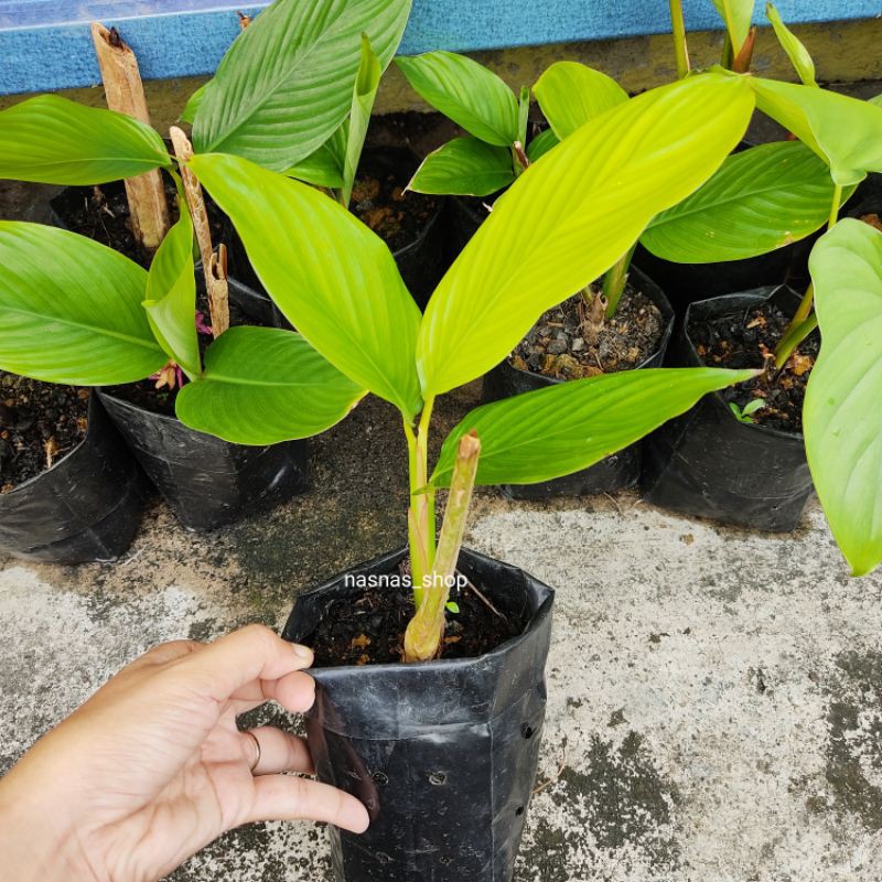 Anak Pokok Daun Lerek dalam polybag Lirik Daun Balut Lemang Balut Ikan ...