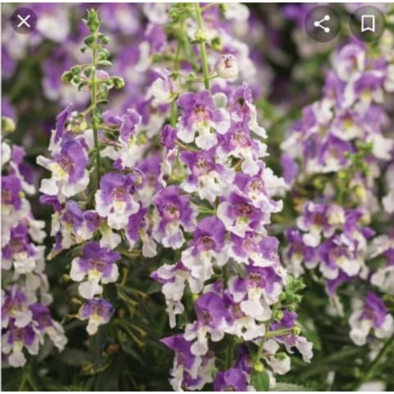Angelonia(bunga satay) | Shopee Malaysia