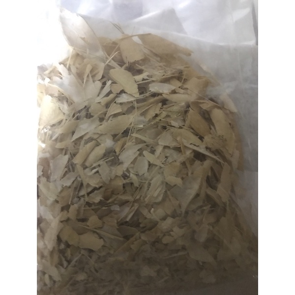 common bean pods pericarpium (Phaseolus vulgaris L.) green bean kidney ...