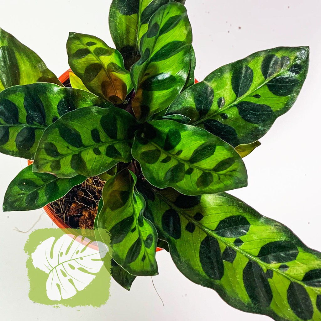 Calathea Insignis House Plant Indoor IOB | Shopee Malaysia