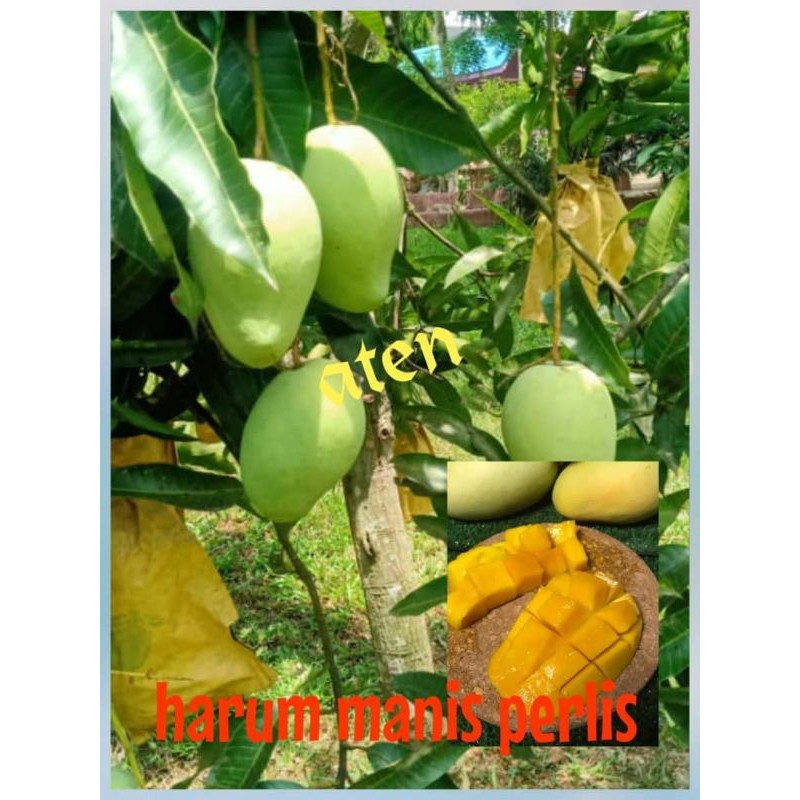 🔥🔥1KG 🔥BUAH PELAM HARUM MANIS PERLIS 🔥🔥 | Shopee Malaysia