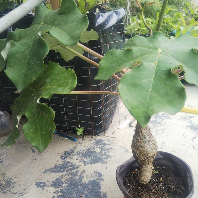 TLSHOP POKOK JARAK BUNTING BUDDHA BELLY LIFE PLANT | Shopee Malaysia