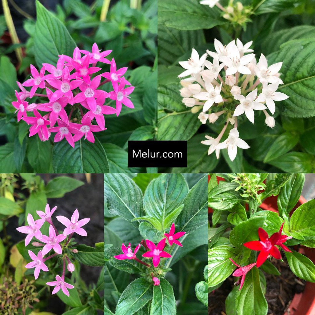 ANOR - Bunga Pentas Pelbagai Warna / Various Color Pentas lanceolata ...