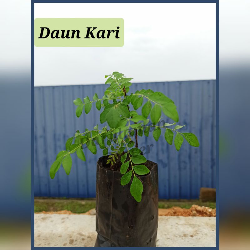 Pokok Daun Kari Spesies Lebih Aroma Wangi | Curry Plant (Anak Pokok ...