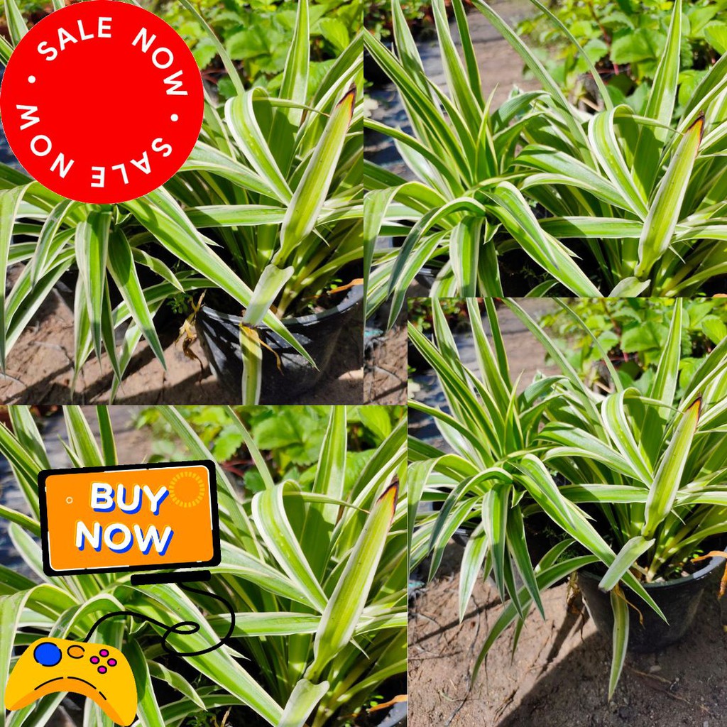 (HOT ITEM) POKOK SPIDER | Shopee Malaysia