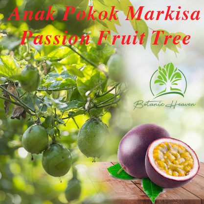 Anak Pokok Buah Markisa Passion Fruit Tree Real Plants With Polybeg Mix ...