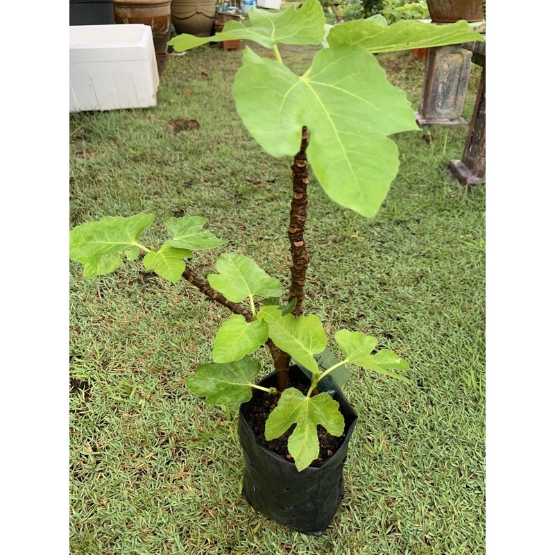 pokok tin / fig plant (taiwan giant fig) | Shopee Malaysia
