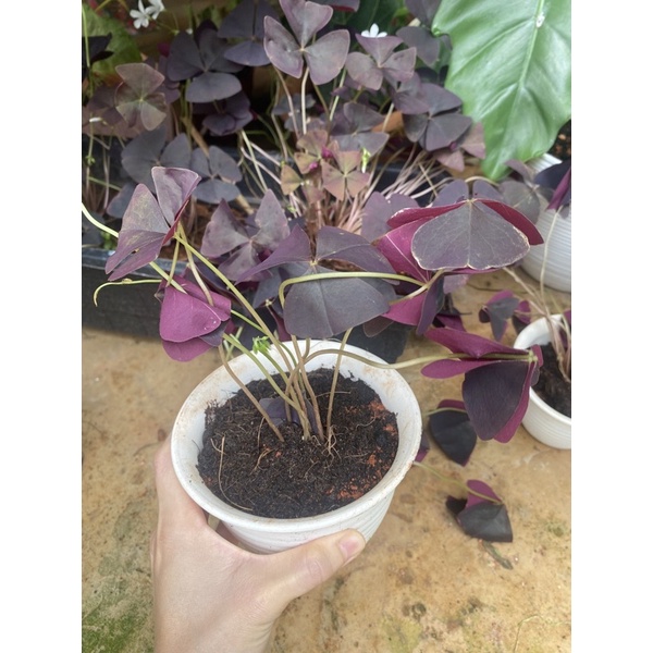 oxalis triangularis live plant purple butterfly plant | Shopee Malaysia