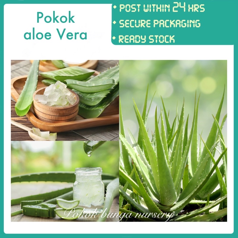 PBN - pokok aloe vera - pokok bunga nursery succulent herb herba ...