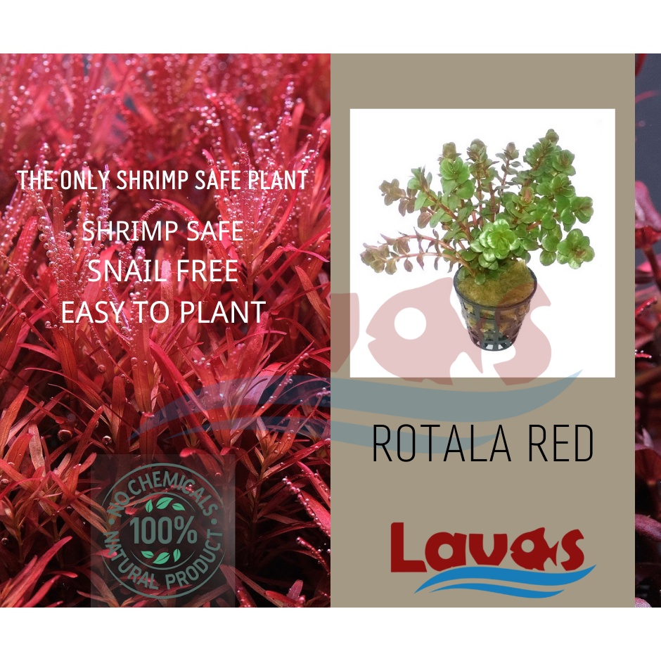 [EMERSED] Aquarium Plants - Rotala Red - Pretty Red Aquatic Plant ...