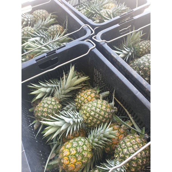 NANAS MD2 FRESH FROM FARM | Shopee Malaysia