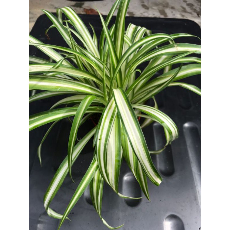 Pokok hiasan dalam rumah (spider plant) | Shopee Malaysia