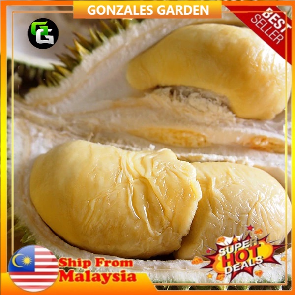 Anak Pokok Durian Chanee Kani D123 Import Dari Thailand | Shopee Malaysia