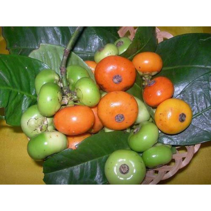 Pokok Buah Mencepu Menchepu Cherapu Chepu buah nadir rare real plant ...